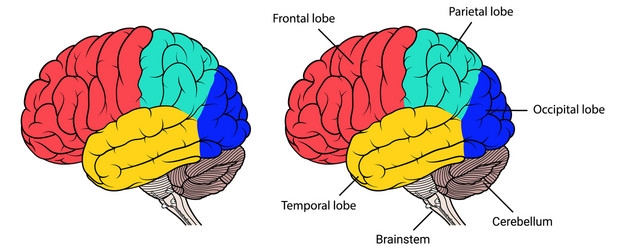 Coloured cerebellum of human brain anatomy side Vector Image