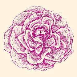 Rose Top View Vector Images (over 720)