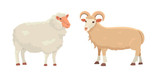 Ram sheep isolated Royalty Free Vector Image - VectorStock