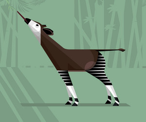 Okapi Vector Images (over 250)