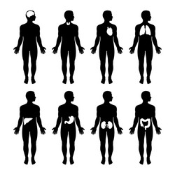 Human Body Proportions Vector Images (over 940)