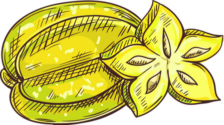 Starfruit engraving Royalty Free Vector Image - VectorStock