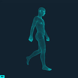 Human Body Wire Mesh Vector Images (over 440)