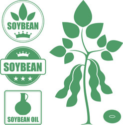 Soybean Royalty Free Vector Image - VectorStock
