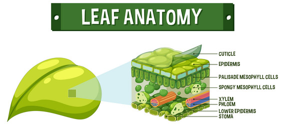 Leaf Anatomy Diagram - Internal Structure Vector Image