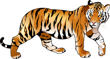 Tiger Vector Images (over 73,000)