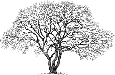 Old olive tree Royalty Free Vector Image - VectorStock