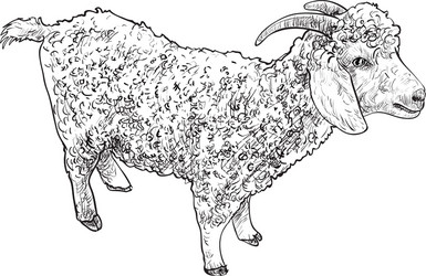Angora goat Royalty Free Vector Image - VectorStock