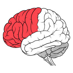 Human brain cartoon Royalty Free Vector Image - VectorStock