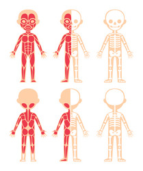 Set cartoon human body system front back view Vector Image