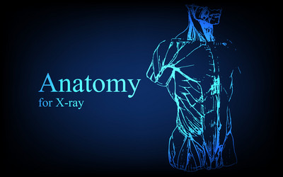 3D Human Wireframe Blueprint Royalty Free Vector Image