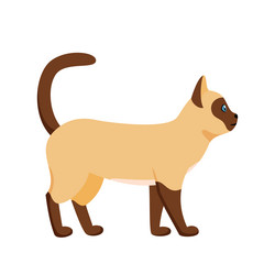 Siamese Cat Vector Images (over 2,000)