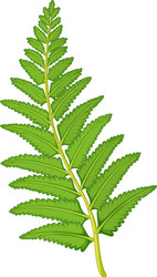 Fern Royalty Free Vector Image - VectorStock