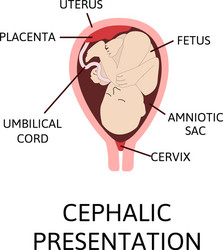 Embryo Fetal Head Vector Images (53)