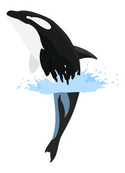 Orca animation in water cartoon animal design Vector Image