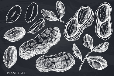 Peanut Drawing Groundnut Vector Images (over 770)