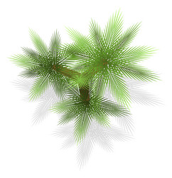 Palm Tree Top View Vector