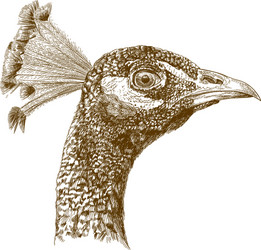 Peacock Vector Images (over 15,000)