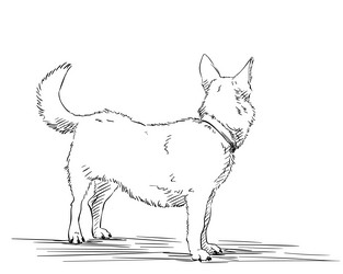 Dog Back View Vector Images (over 260)