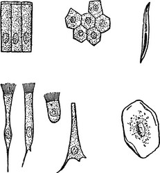 Epithelial Cells Vector Images (over 230)