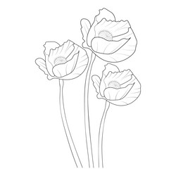 Realistic poppy flower drawing simple poppy art Vector Image