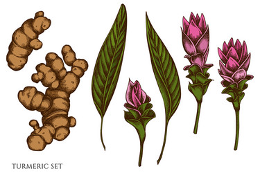 Turmeric Vector Images (over 2,800)