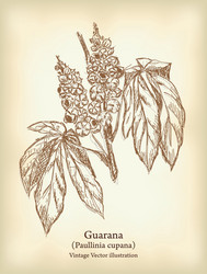Guarana Vector Images (over 250)