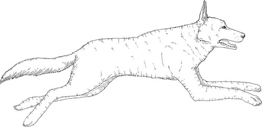 German Shepherd Jumping Vector Images (over 110)