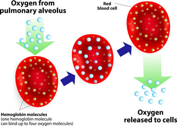 Hemoglobin Molecule Royalty Free Vector Image Vectorstock