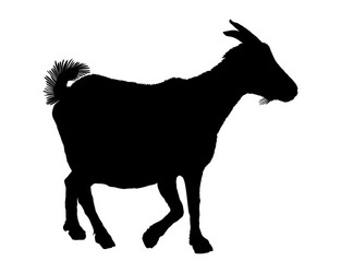 Goat rear view silhouette Royalty Free Vector Image