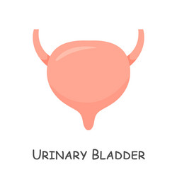 Cartoon sick bladder character urinary system Vector Image