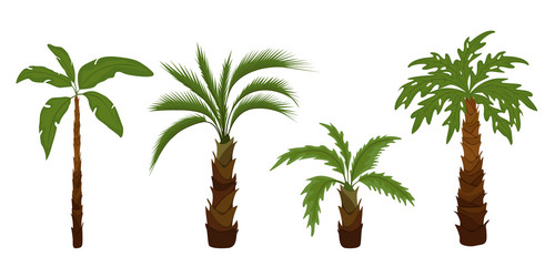 Palmera Vector Images (over 120)