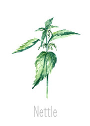 Nettle frame Royalty Free Vector Image - VectorStock