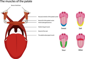Sour Sweet Bitter Salty Vector Images (86)