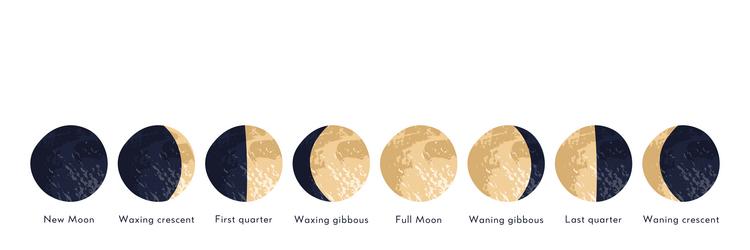 Moon phase lunar cycle synodic month lunary Vector Image