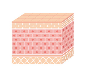 Human skin tone color palette swatches Royalty Free Vector