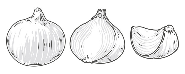 Onion rings elements monochrome set Royalty Free Vector