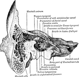 Temporal Vector Images (over 1,600)