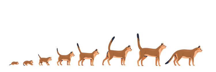 Stages of cat growth set from kitten to adult cat Vector Image