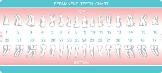 Dental Chart Vector Images (over 1,100)
