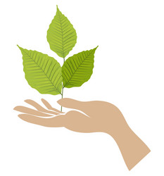 Green leaf Royalty Free Vector Image - VectorStock