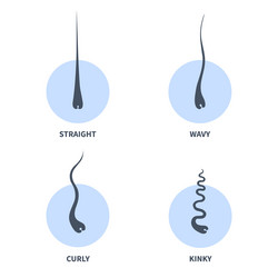 Hair types chart set of strands growth patterns Vector Image