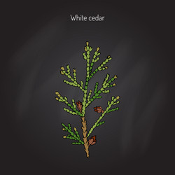 Cedar Vector Images (over 10,000)