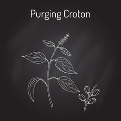 Purging croton tiglium medicinal plant Royalty Free Vector