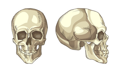Anatomical Skull Vector Images (over 3,900)