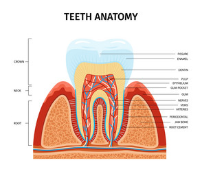Teeth anatomy chart set Royalty Free Vector Image