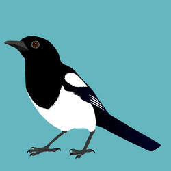 Magpie Royalty Free Vector Image - VectorStock