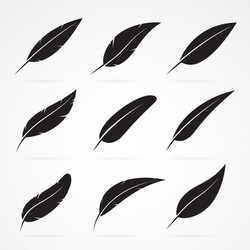 Feather Royalty Free Vector Image - VectorStock
