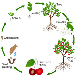 Peanut growth stages in flat Royalty Free Vector Image