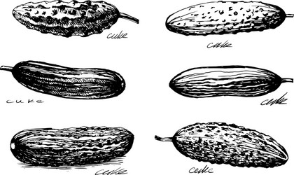 Almond nut set sketch hand drawn Royalty Free Vector Image